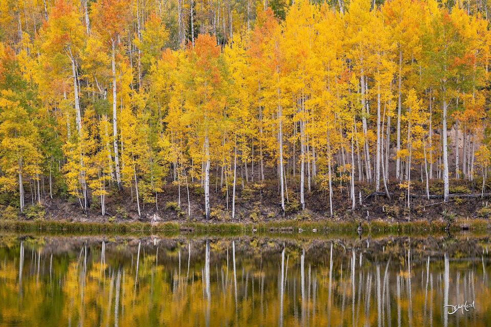 Spectacular Tree Photography Gallery | Dean McLeod Photography